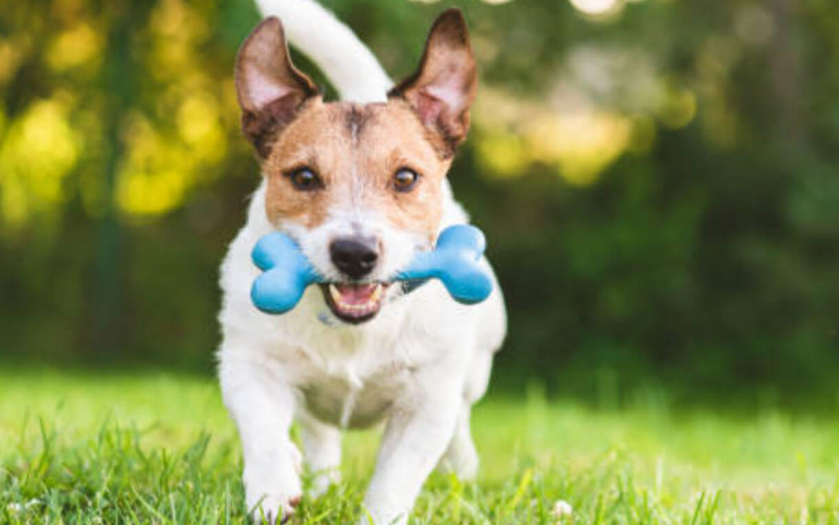 Our Veterinary Team | Crossroads Animal Hospital