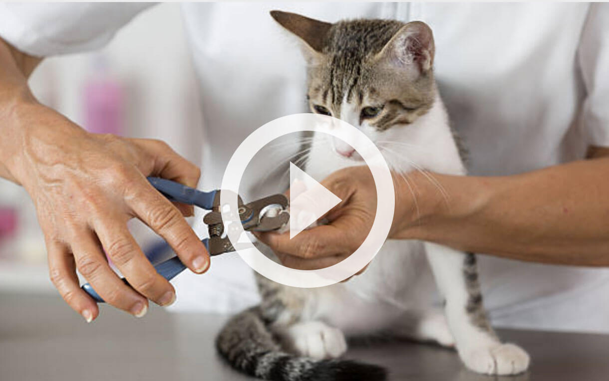 Our Veterinary Team | Crossroads Animal Hospital