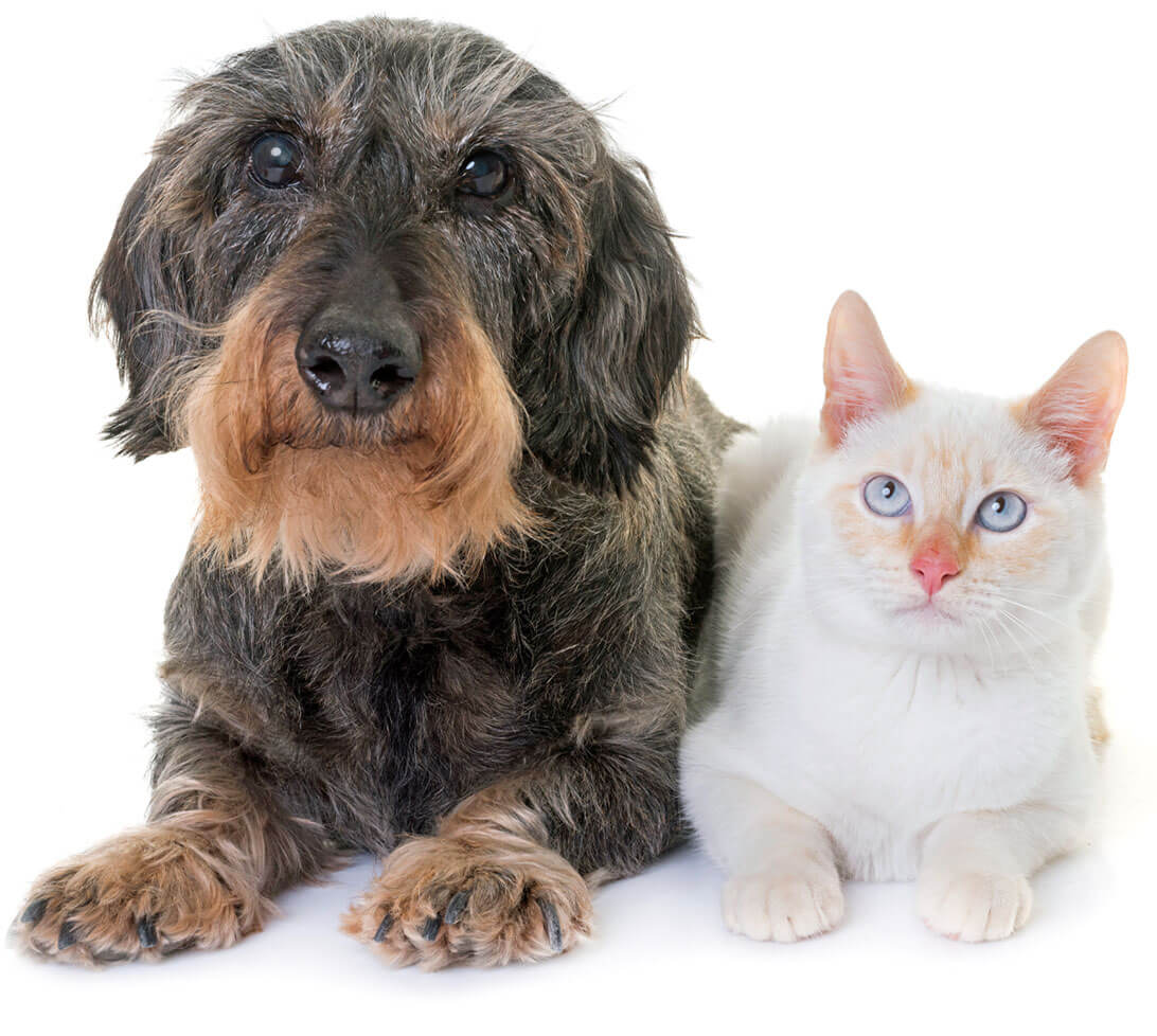 Humane Euthanasia & Cremation Services | Crossroads Animal Hospital